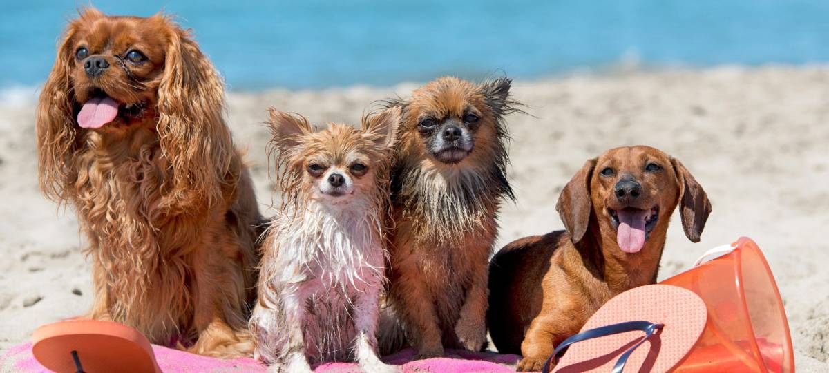 Extra Dogs Allowed | Beach Realty & Construction