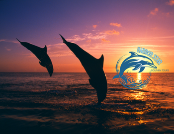 Harbor Star Dolphin Tours | Beach Realty & Construction